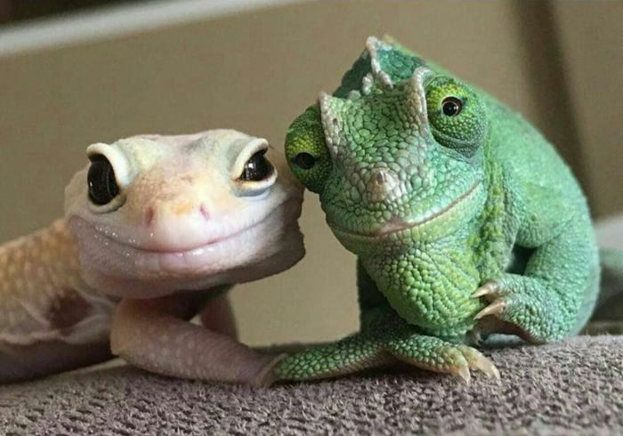 Rango & melonee - 9GAG