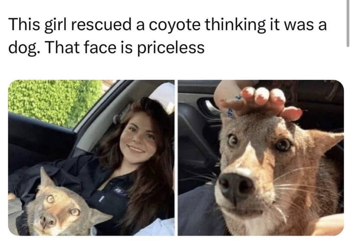 Swear that's a dog🤣 - 9GAG