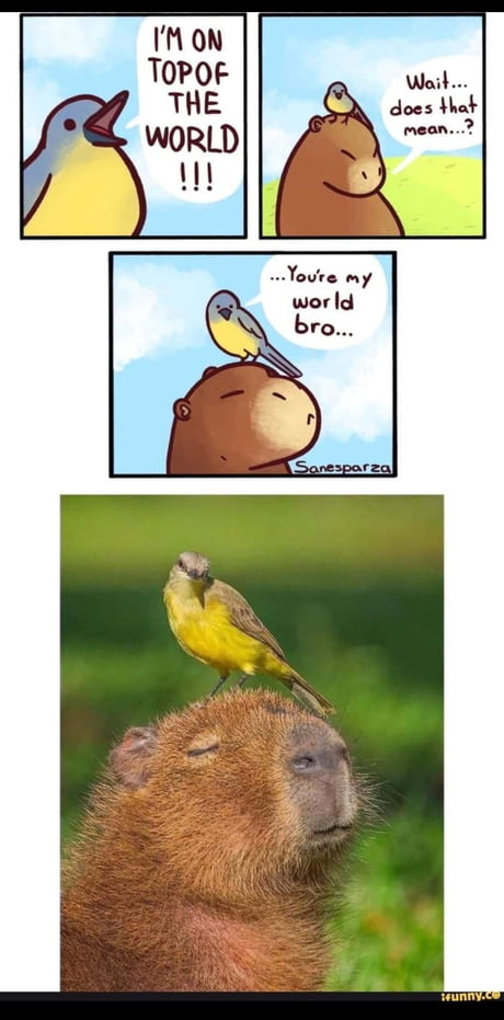 Best Funny capybara Memes - 9GAG
