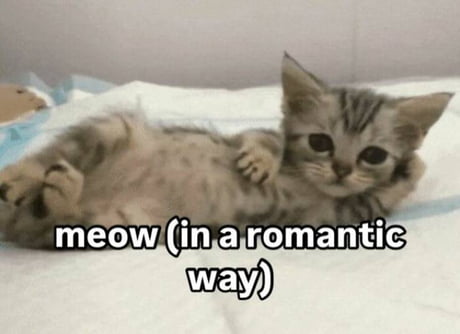 Best Funny meow Memes - 9GAG