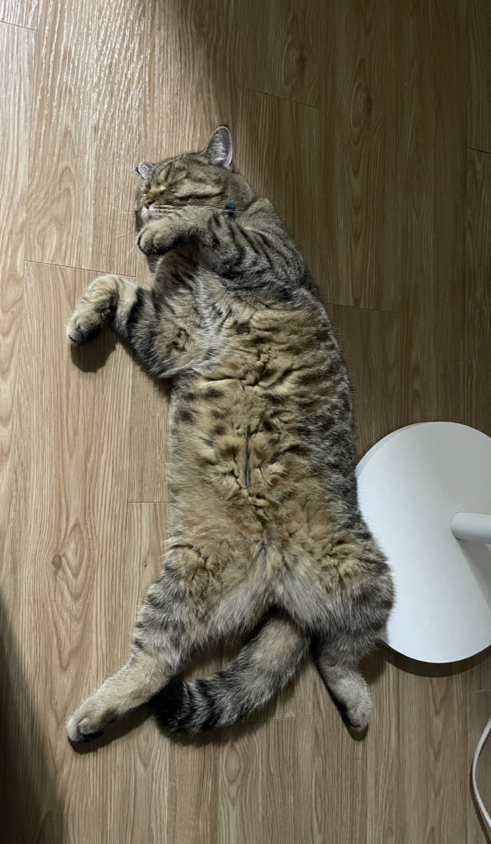 Hope you guys sleep well like my boy Lucky - 9GAG