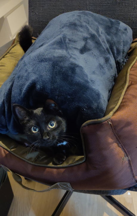 Best Funny mischievous Memes - 9GAG