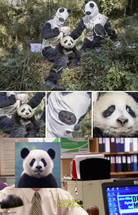 Best Funny panda Memes - 9GAG