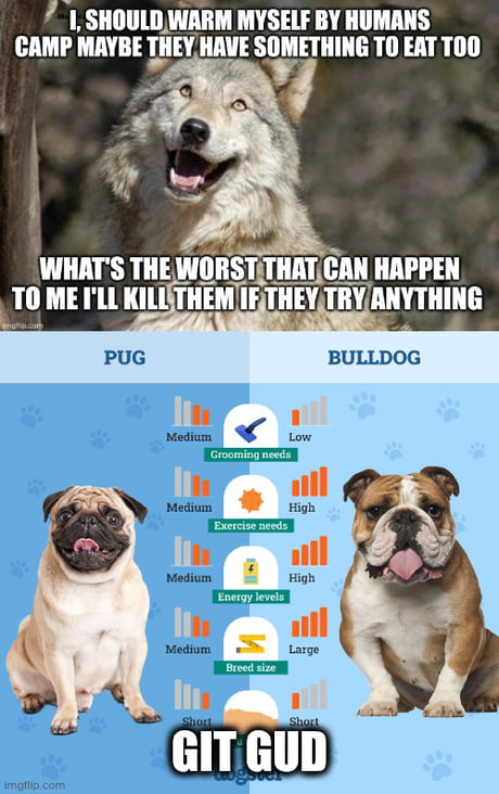Bulldog Dank Memes Allergic To Tap Water Meme: French Bulldog Puppy