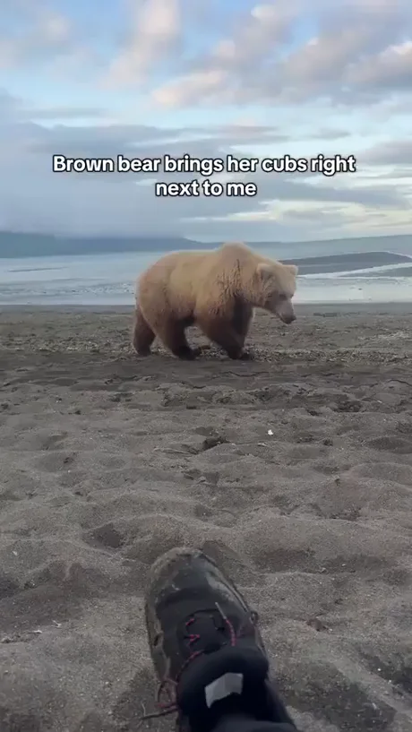 Bear Memes