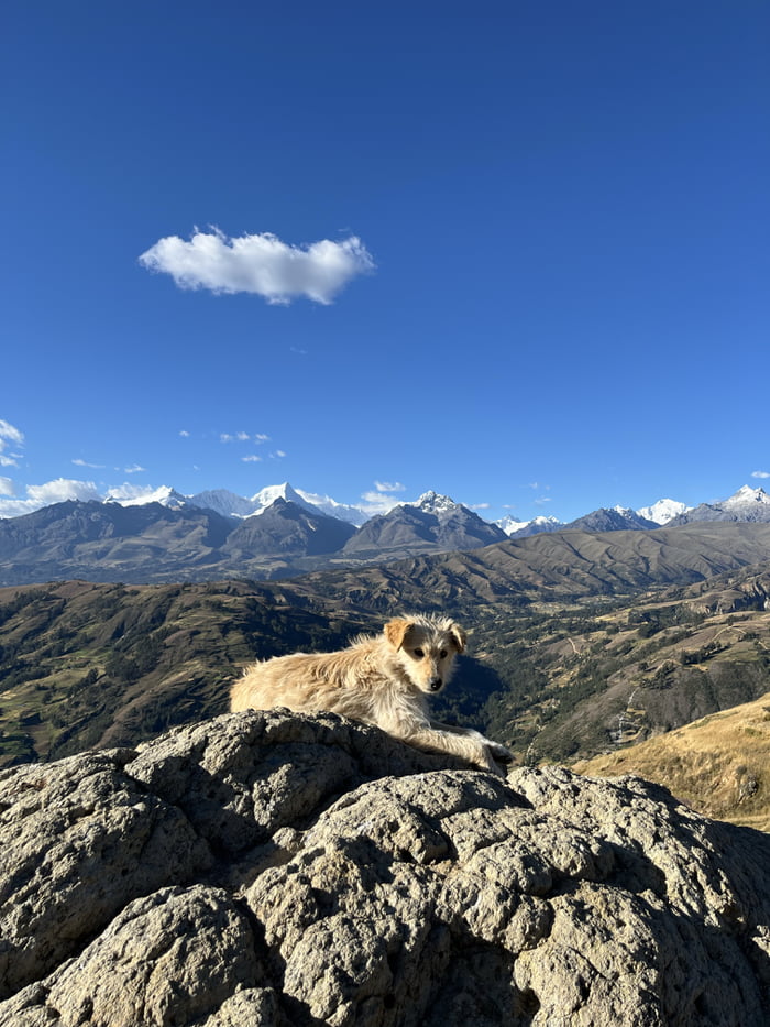 Andean Dog found in Peru 🇵🇪 - 9GAG