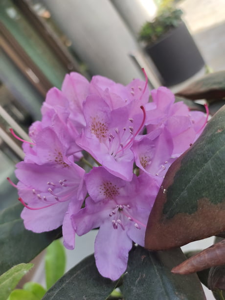Best Funny flower Memes - 9GAG