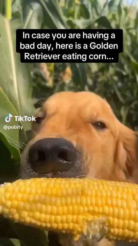 Corn An Domhain 14 Memes