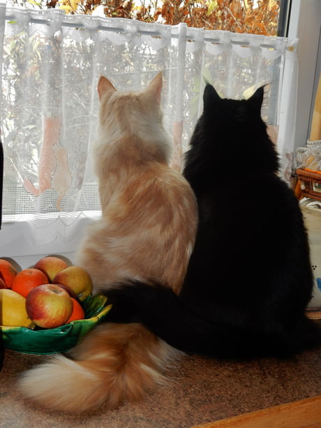 Best Funny norwegian forest cat Memes - 9GAG