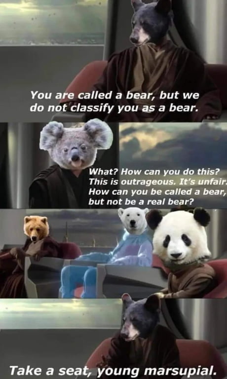 Grappige Koala Memes
