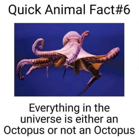 Best Funny octopus Memes - 9GAG