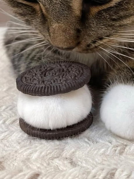 Best Funny oreo Memes - 9GAG
