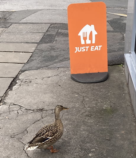Best Funny duck Memes - 9GAG
