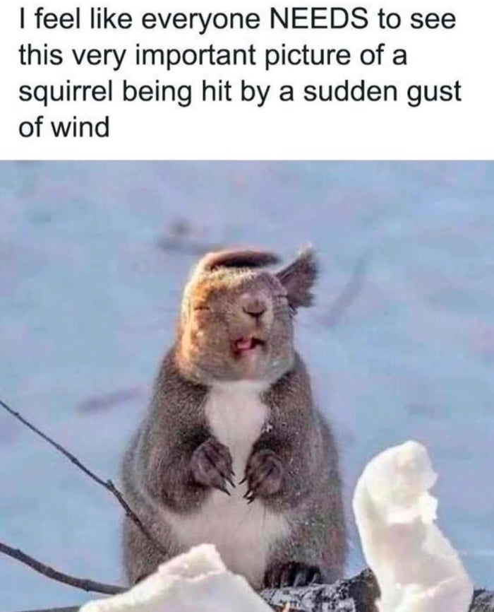 It’s so adorable I wanna squeal - 9GAG