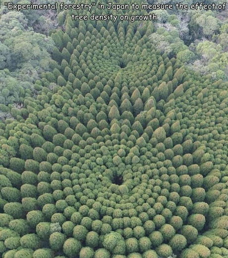 Best Funny forest Memes - 9GAG