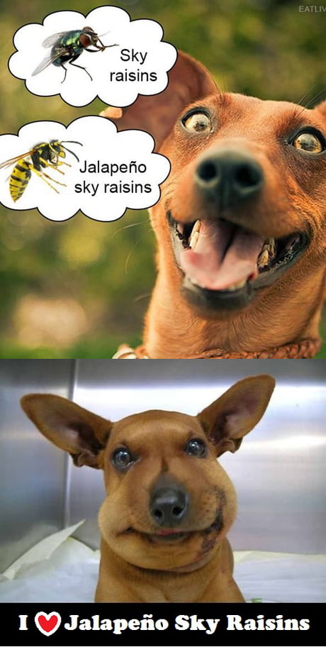 Sky Raisins Memes Remi Bless Her 😂 #funnydogvideos #gsp #dogs