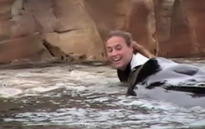 This image shows the last moments of Sea World trainer Dawn Brancheau ...
