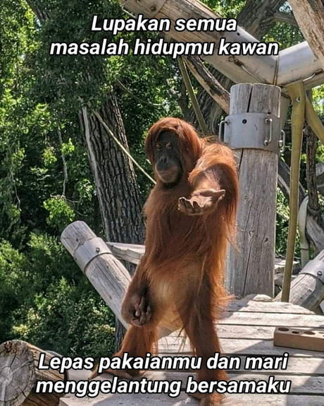 Memes Wong Edan