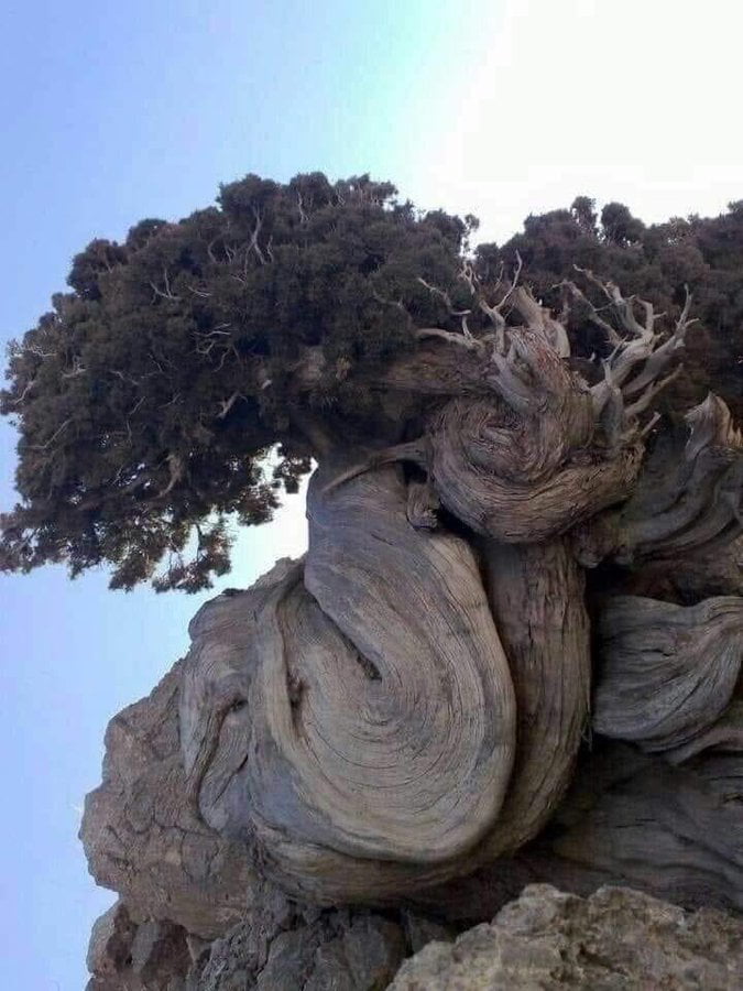 Methuselah is a 4,852-Year-Old Great Basin Bristlecone Pine (Pinus ...