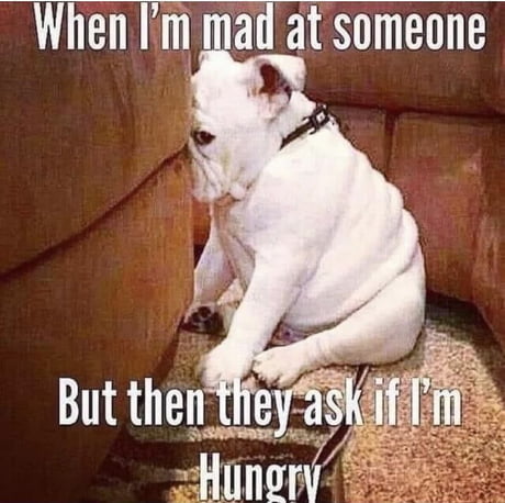 Mad Dogs Memes Barking Mad Dog Funnies