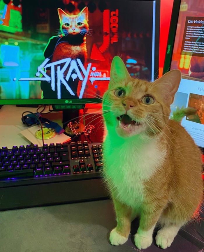 Meet Lala, The Voice Actress For The Cat In 'Stray' - 9GAG