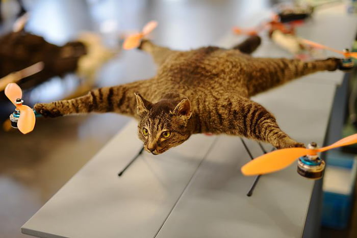 Cat drone - 9GAG