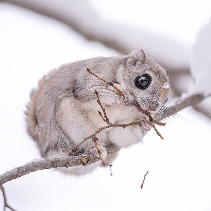 16 Photos Of Japanese Dwarf Flying Squirrels That Look Like Pokémon - 9GAG