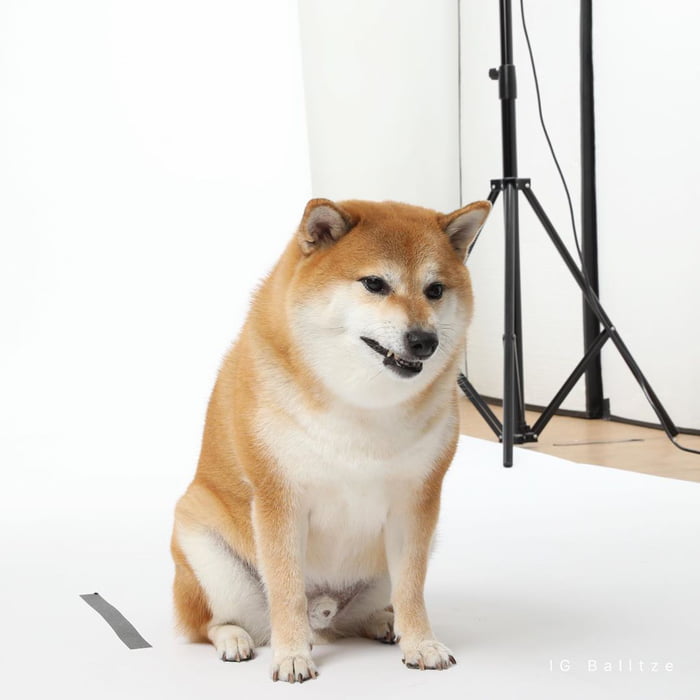 Meet Balltze, The Original Cheems Meme Doge - 9GAG