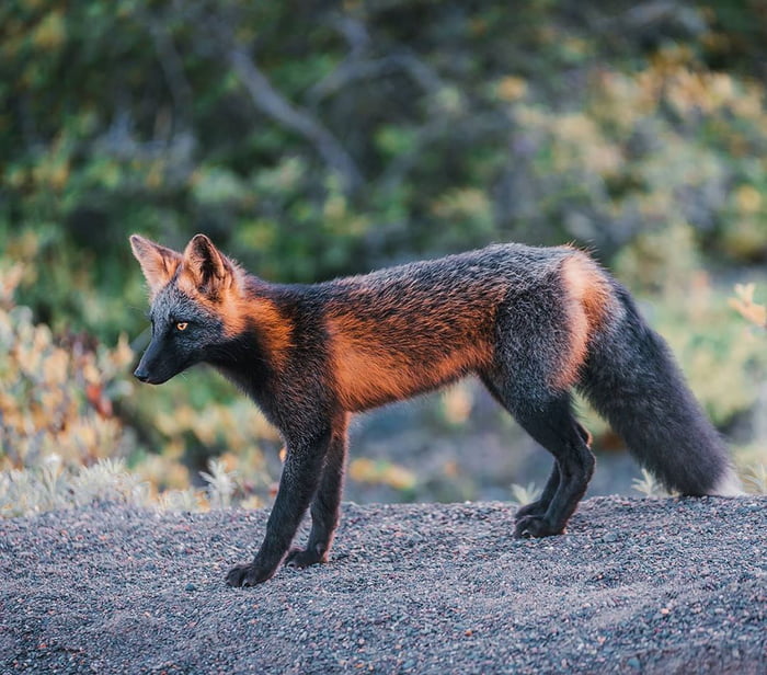 The Mystical Melanistic Fox: Nature’s Hidden Gem – New and Tips