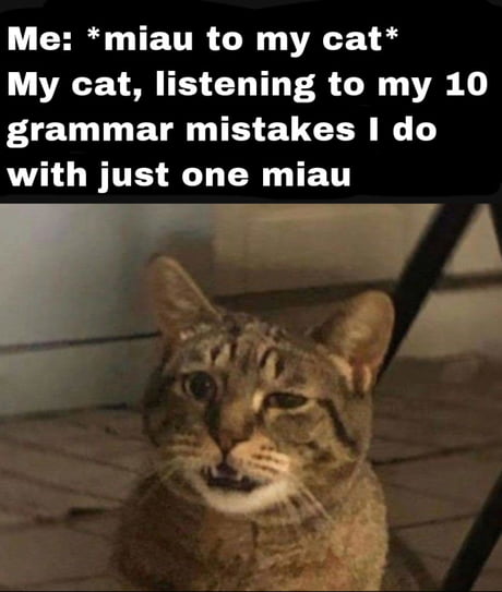 Grammar Cat Memes Understand Cat Language Better With These Funny