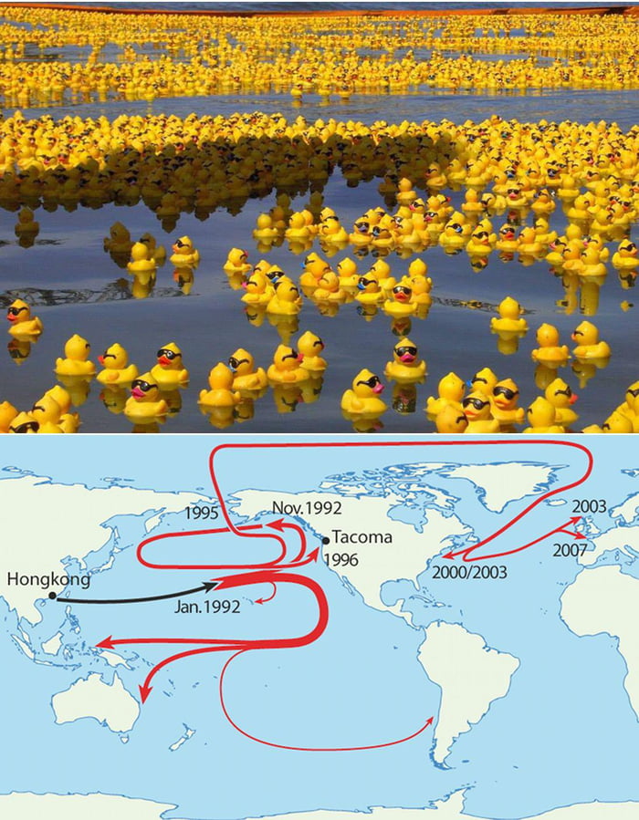 In 1992, another ship by the Evergreen company, the Ever Laurel, dropped 28,800 rubber animals ...