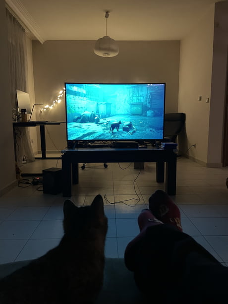 30+ Stray Memes, Highlights, and Videos