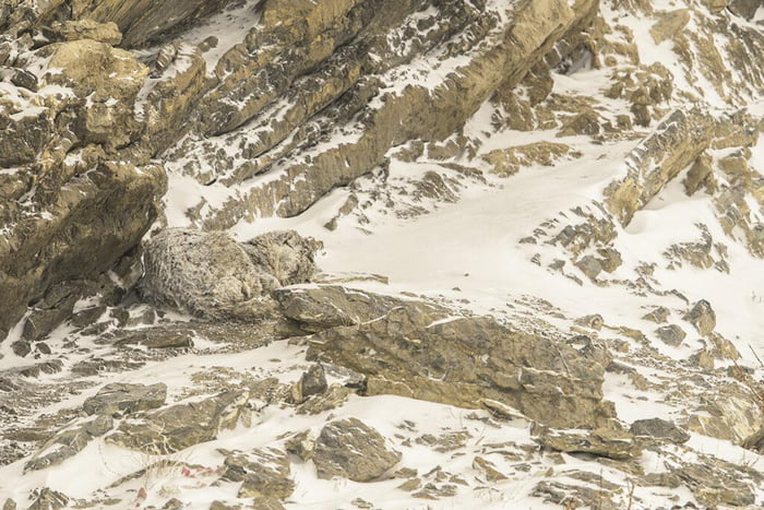 This snow leopard's camouflage by covering itself in snow - 9GAG