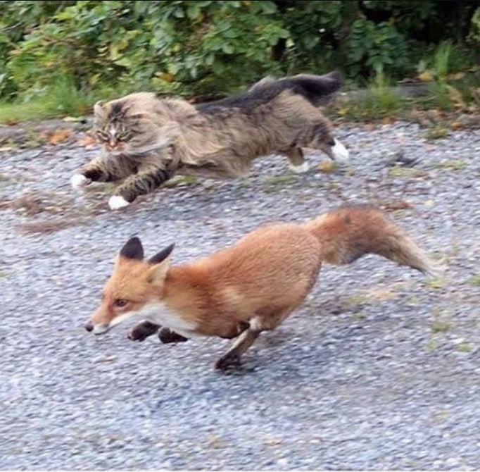 Norwegian forest cat hunting a fox - 9GAG