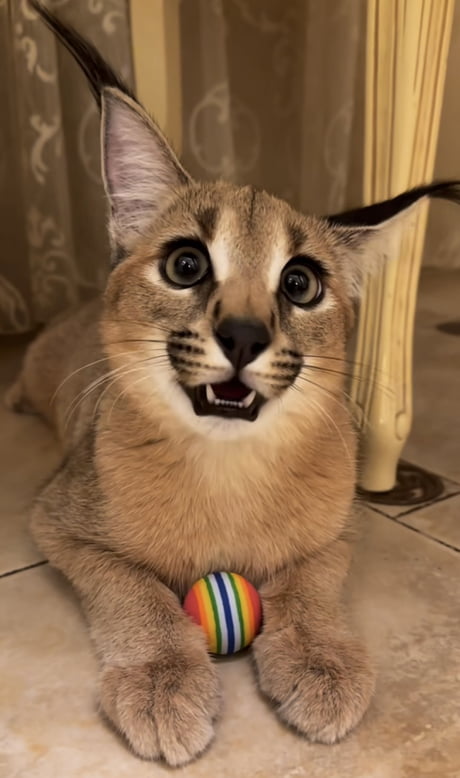 Best Funny caracal Memes - 9GAG