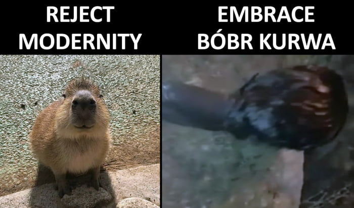 Ale fajny bober! - 9GAG