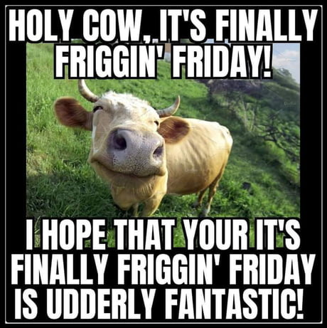 Best Funny cow Memes - 9GAG