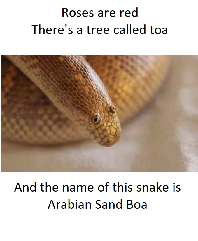 Funny snek - 9GAG