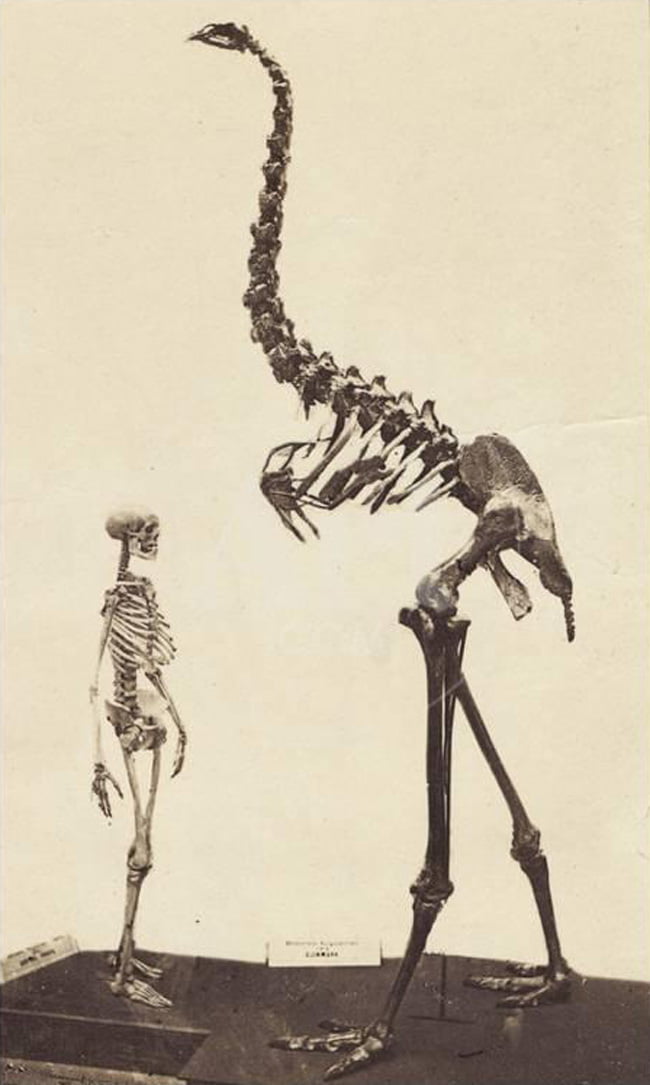 The giant skeleton bird, the flying undead from humanity's nightmares ...