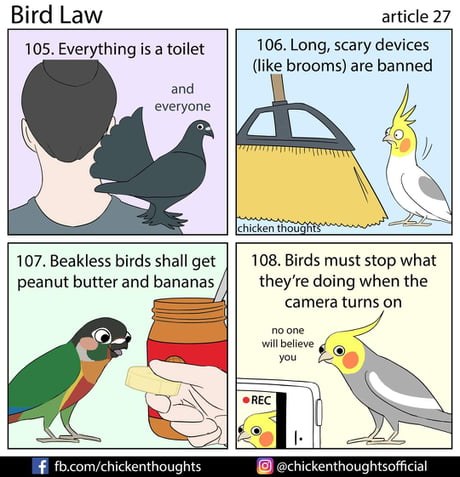 Best Funny cockatiel Memes - 9GAG