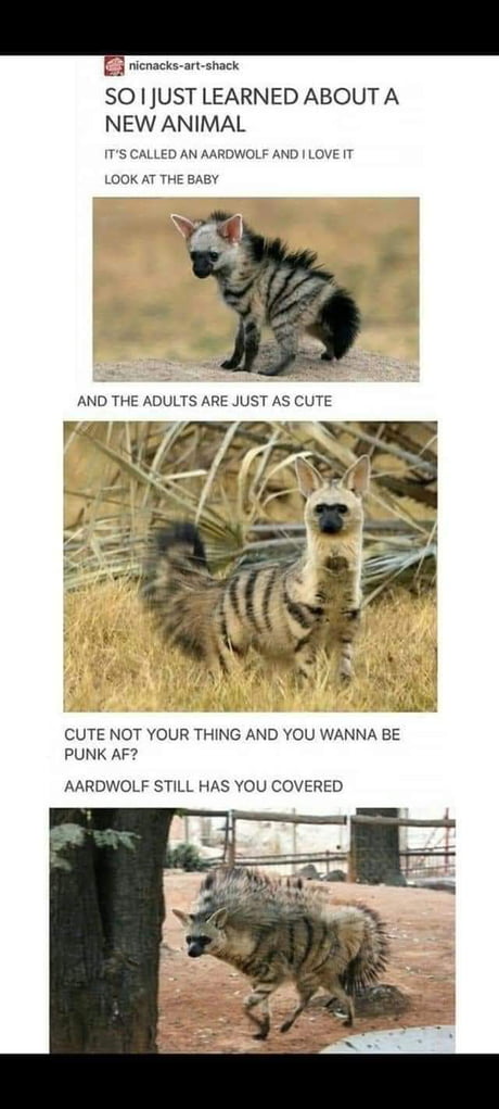 Best Funny hyena Memes - 9GAG