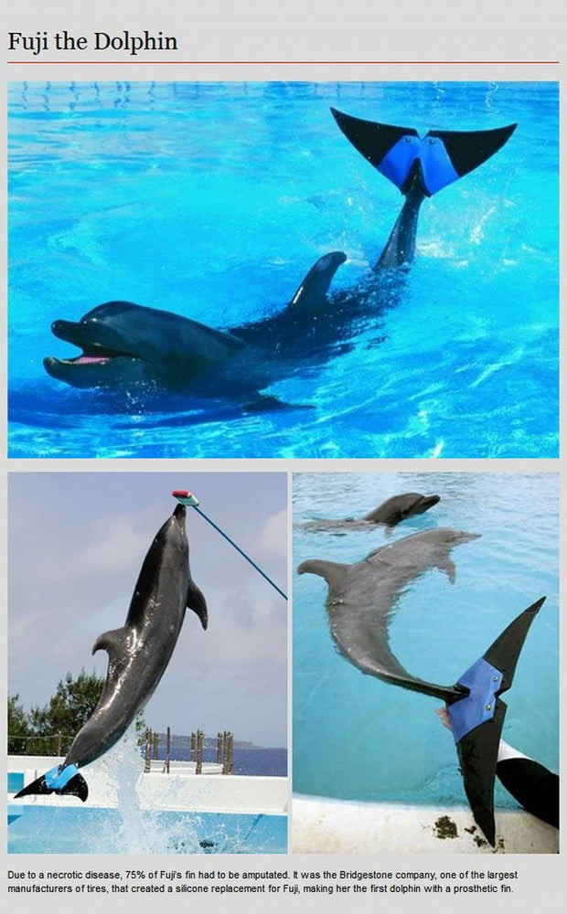 Fuji the Dolphin with a prosthetic fluke made by Bridgestone - 9GAG