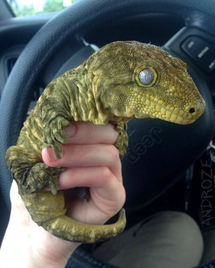 Rhacodactylus Leachianus - 9GAG