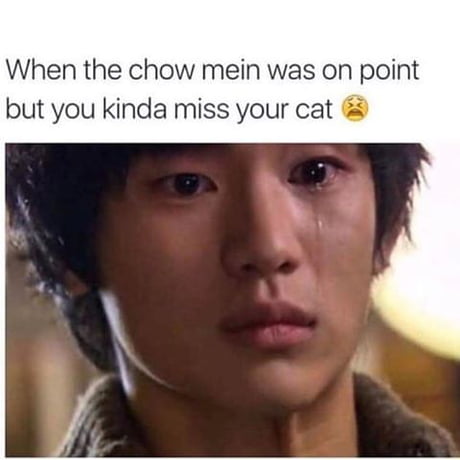 Chow Mein Cat Memes Mostly Freezing Outside And Cosy Indoors 🦥