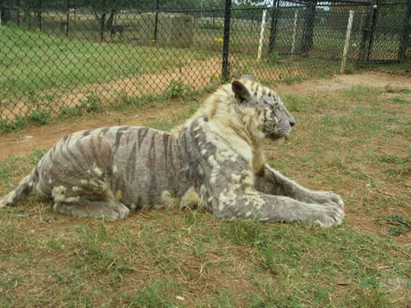 Tiger Skin Without Fur