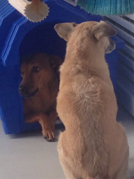 Why Does My Dog Avoid Eye Contact