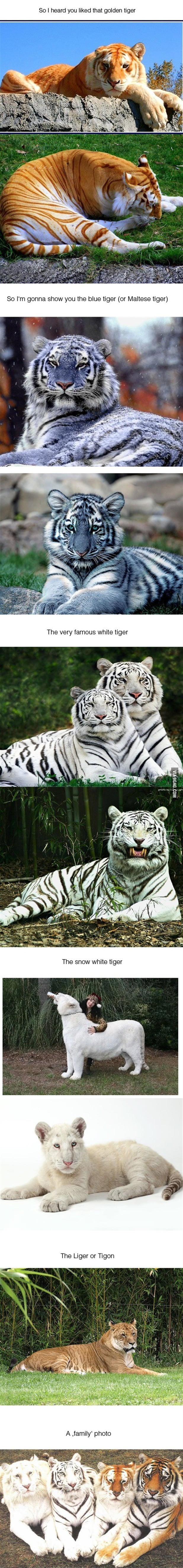 So I heard you like tigers - 9GAG