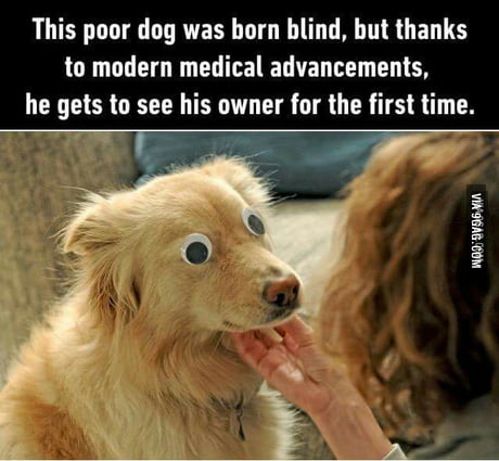 Lucky Dog Meme Lucky Dog GIFs Find & Share On GIPHY