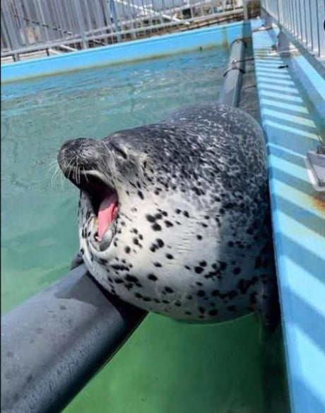 Awkward Seal Gif