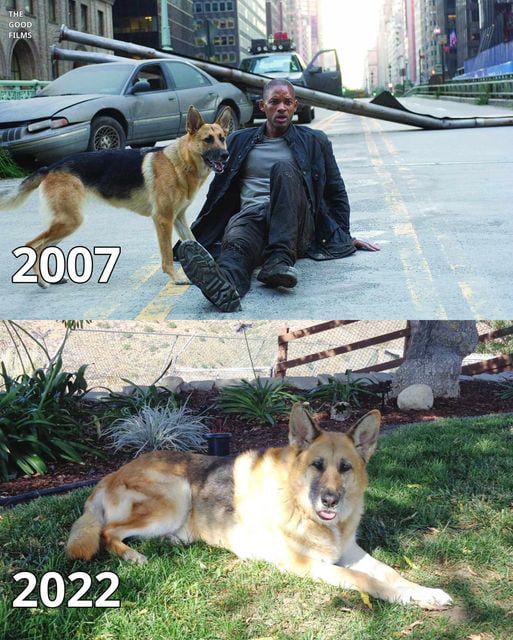 I am legend: The dog is still around, daddy isnt - 9GAG